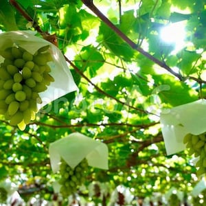 Japanese Gold Finger Grape Plant (bare Root) - Etsy