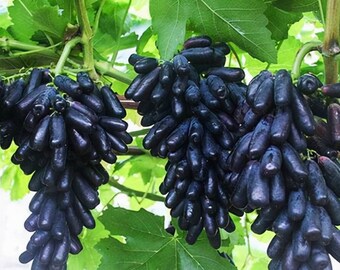 Jumbo Black Muscadine seeds Sweet Juicy Easy to Grow Grape Vines ...