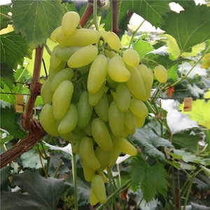 Japanese Gold Finger Grape Plant (bare Root) - Etsy