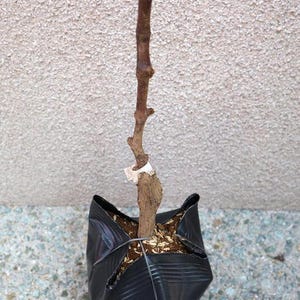 Japanese Gold Finger Grape Plant (bare Root) - Etsy