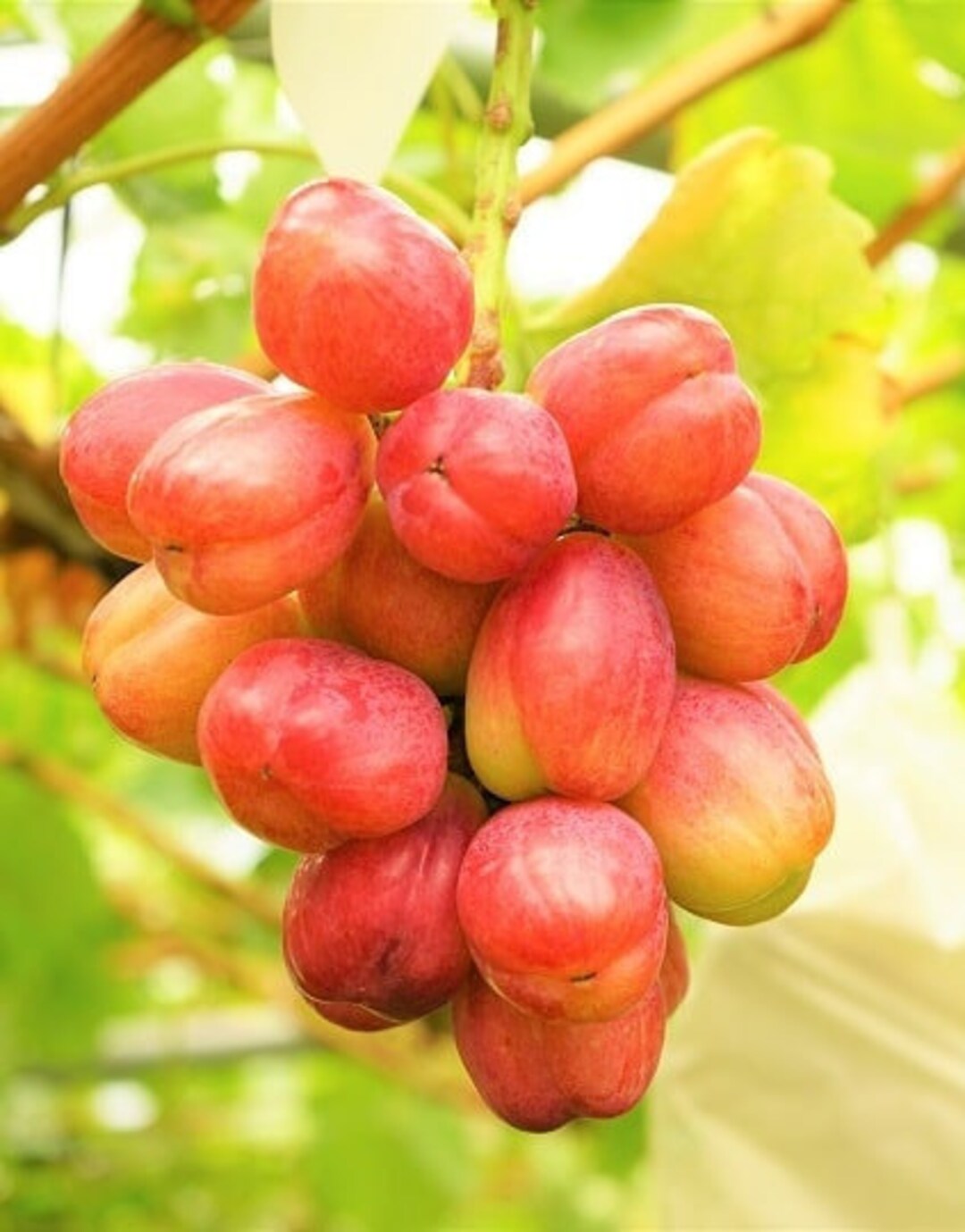 Tears Red Japanese Grape Plant - Etsy