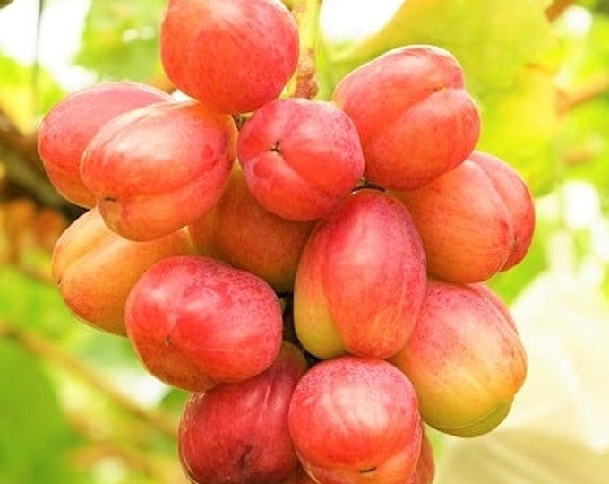 Tears Red - Japanese Grape Plant - Etsy