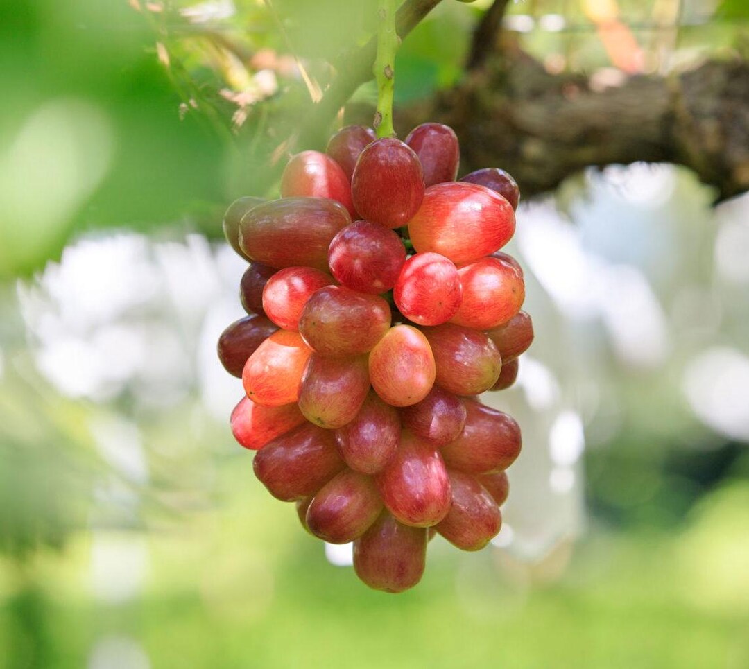Japanese Queen Seven Grape Plant (bare Root) - Etsy