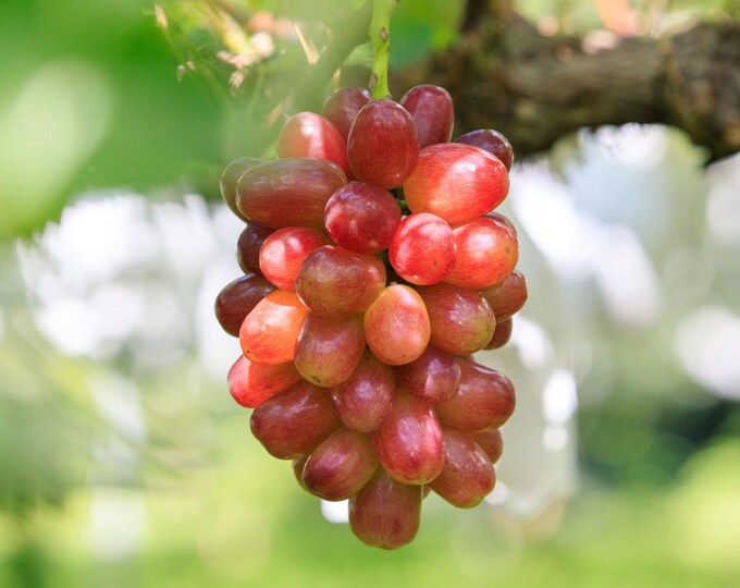 Japanese Queen Seven Grape Plant (bare Root) - Etsy