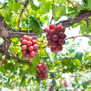 Japanese Ruby Roman Grape Plant (bare Root) - Etsy