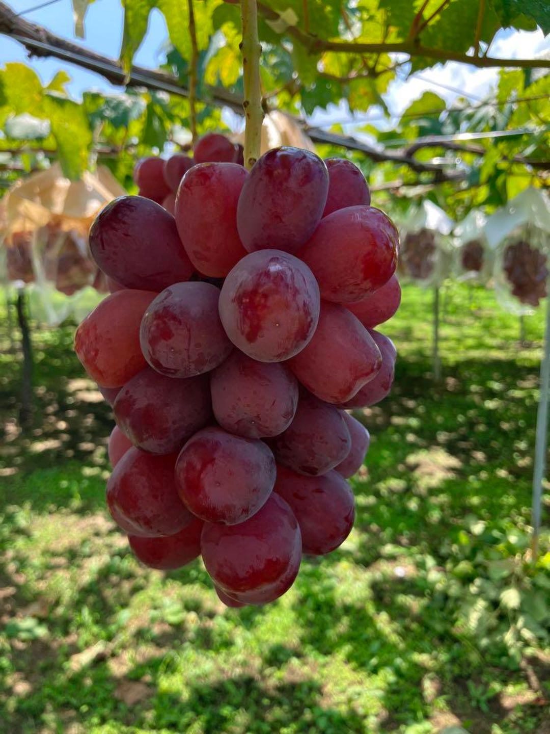 Fuji No Kagayaki Grape Plant (bare Root) - Etsy