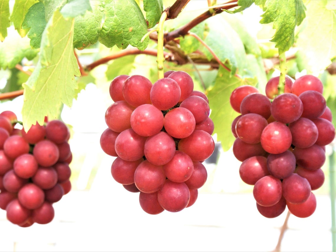 Japanese Ruby Roman Grape Plant - Etsy Canada