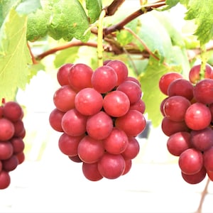 Japanese Ruby Roman Grape Plant - Etsy Canada
