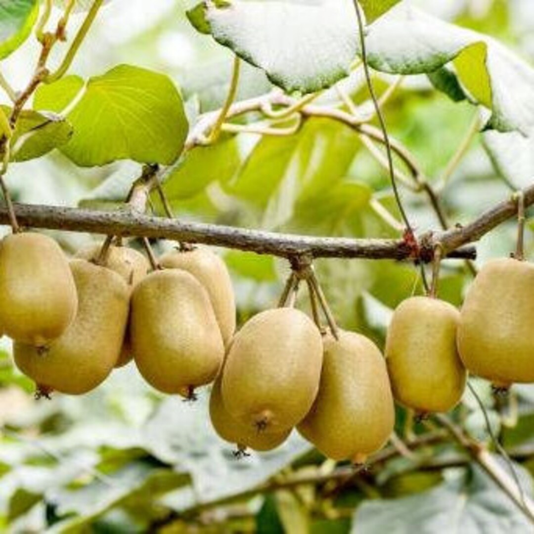 Japanese Golden Kiwi Plant - Etsy