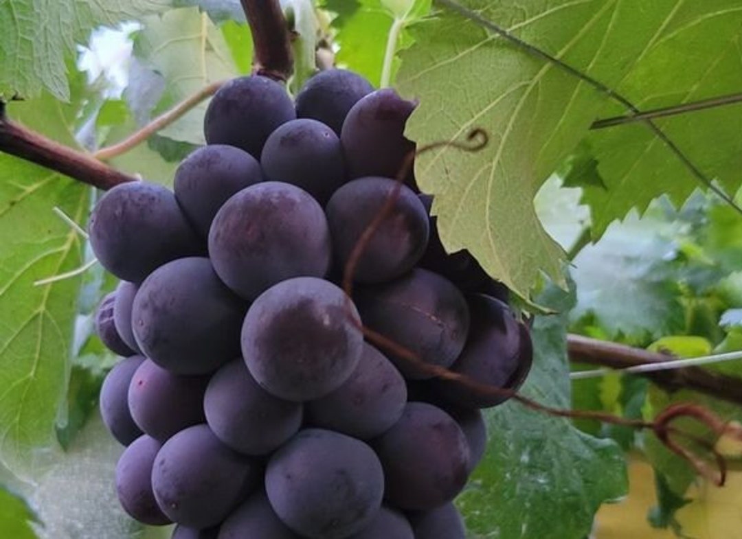 Okayama Pione Grape Plant (bare Root) - Etsy