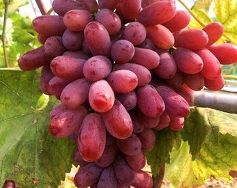 Japanese Queen Nina Grape Plant (bare Root) - Etsy