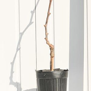Japanese Ruby Roman Grape Plant (bare Root) - Etsy