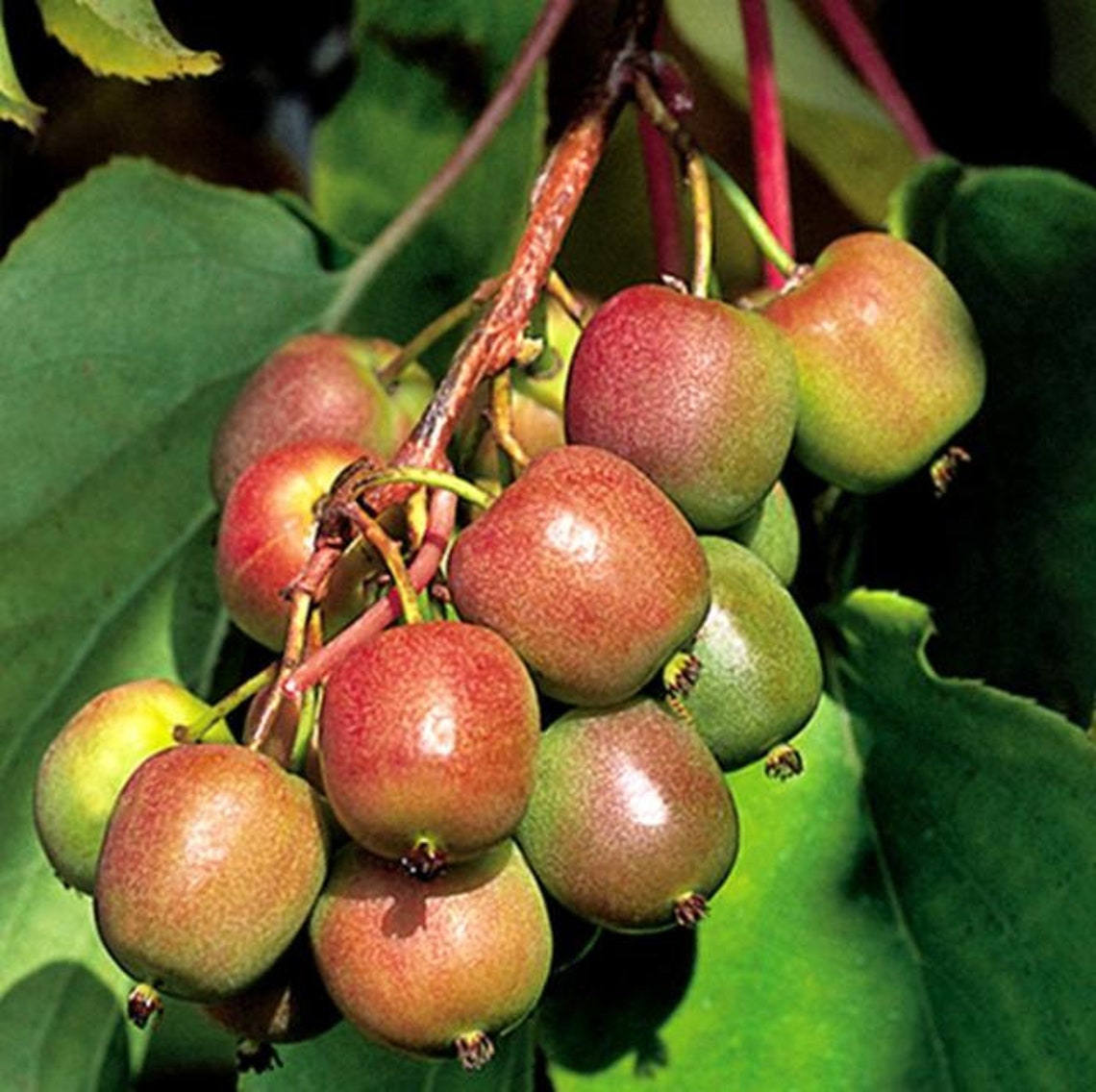 Anna Hardy Kiwi Plant / Arctic Kiwi Plant - Etsy