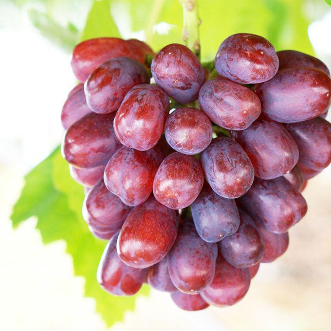 Japanese Wink Grape Plant (bare Root) - Etsy