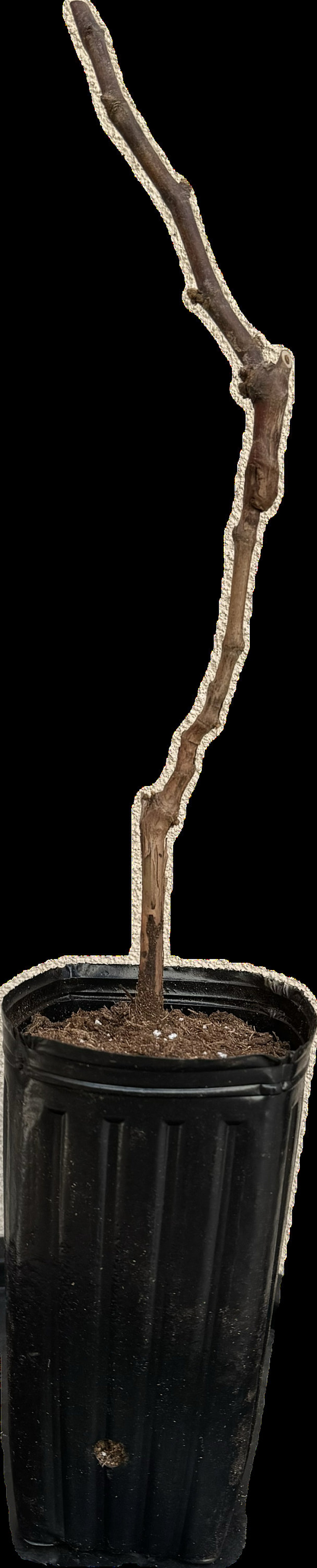 Japanese Ruby Roman Grape Plant - Etsy Canada