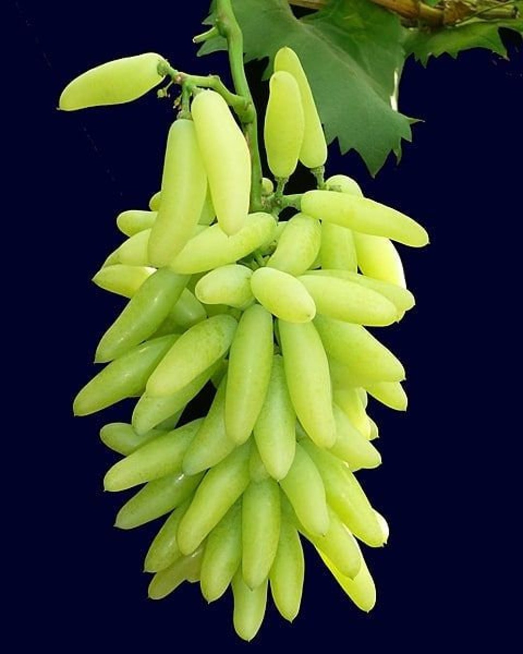 Japanese Gold Finger Grape Plant bare Root - Etsy