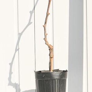 Japanese Gold Finger Grape Plant (bare Root) - Etsy