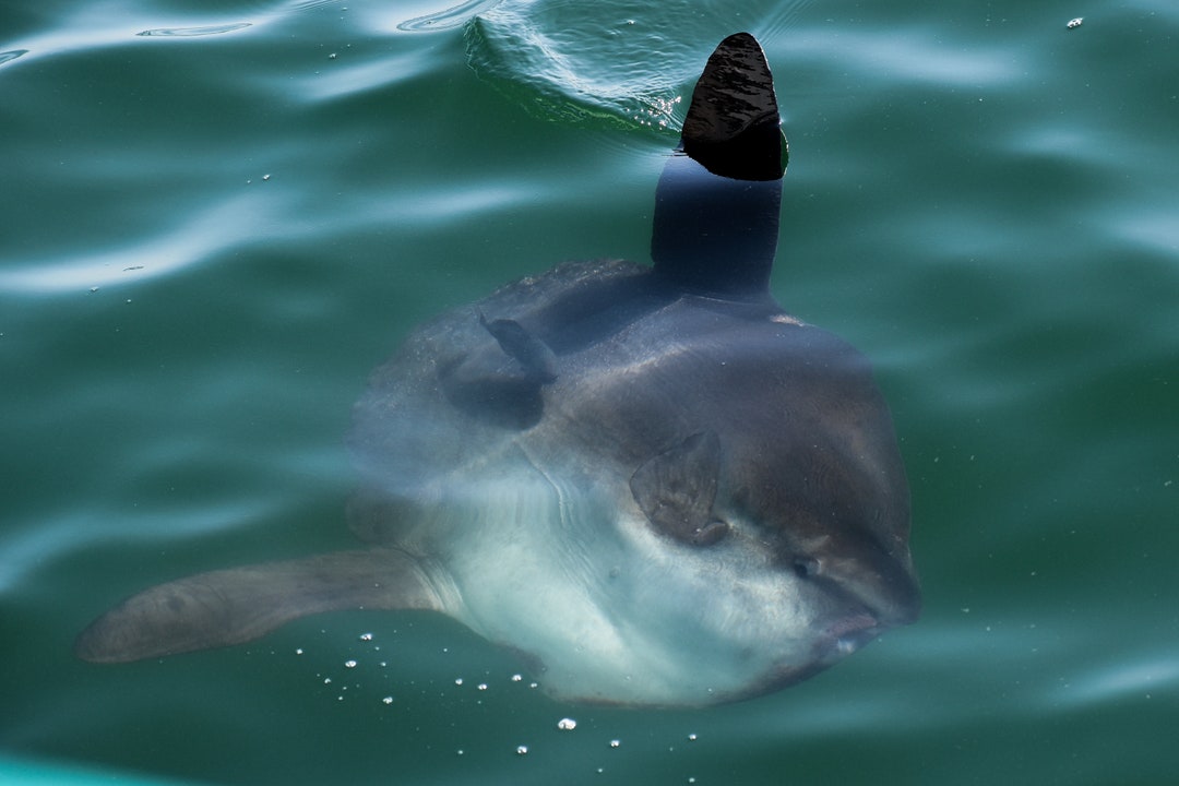Playful Ocean Sunfish, Downloadable Photo Print, Wildlife Photography ...