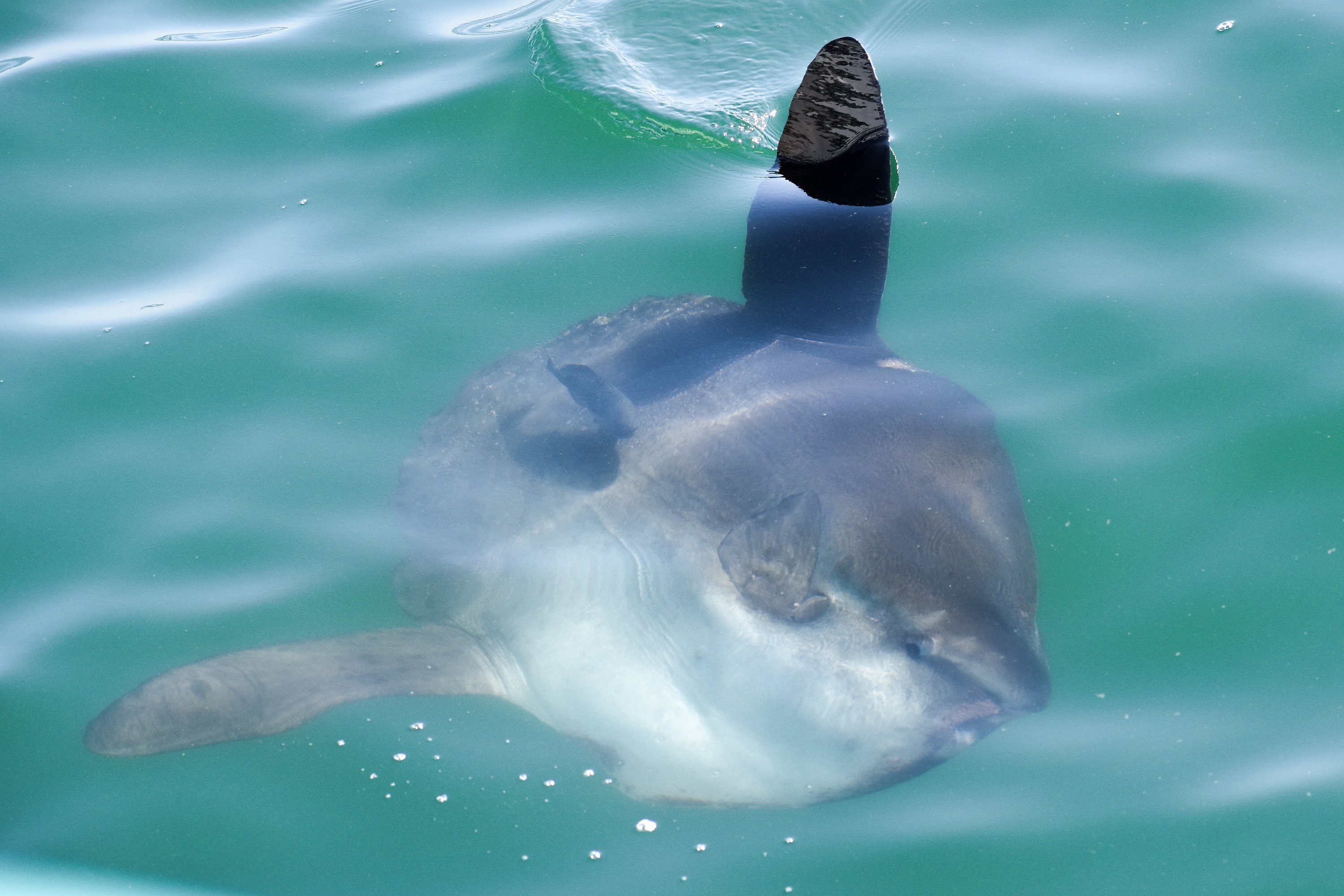 Playful Ocean Sunfish, Downloadable Photo Print, Wildlife Photography ...
