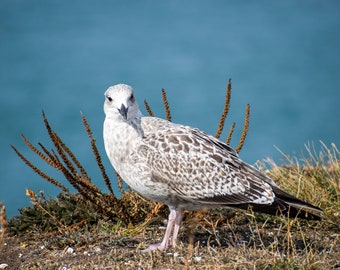 Crow Bird Vertical Photo Printable Wall Art Wildlife Photography ...