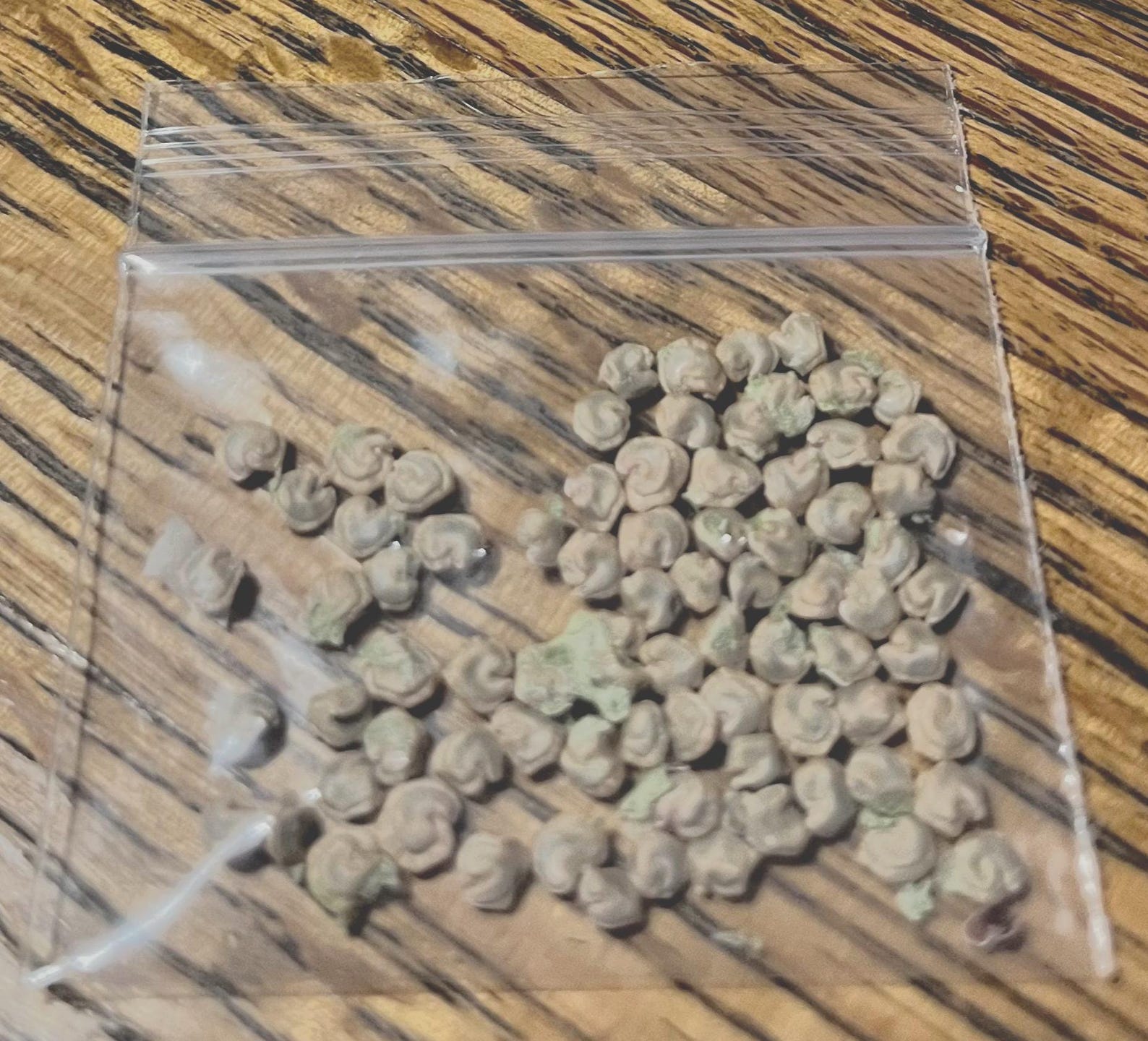 Prickly Pear Cactus Seeds (approx 50) - Etsy
