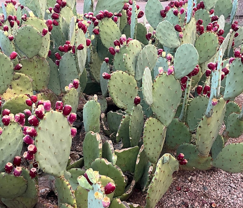 Prickly Pear Cactus Seeds (approx 50) - Etsy