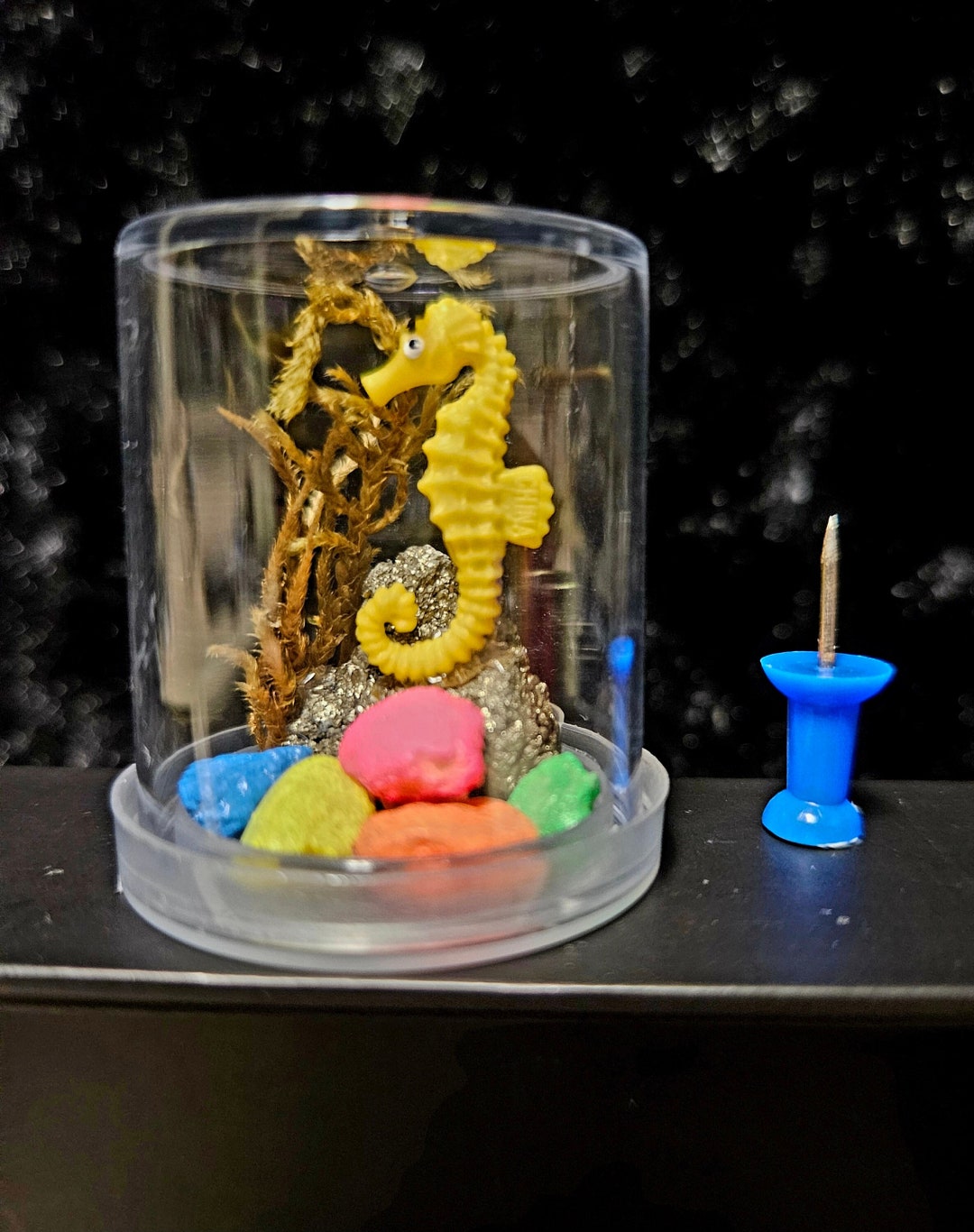 Mini Seahorse Aquarium - Etsy