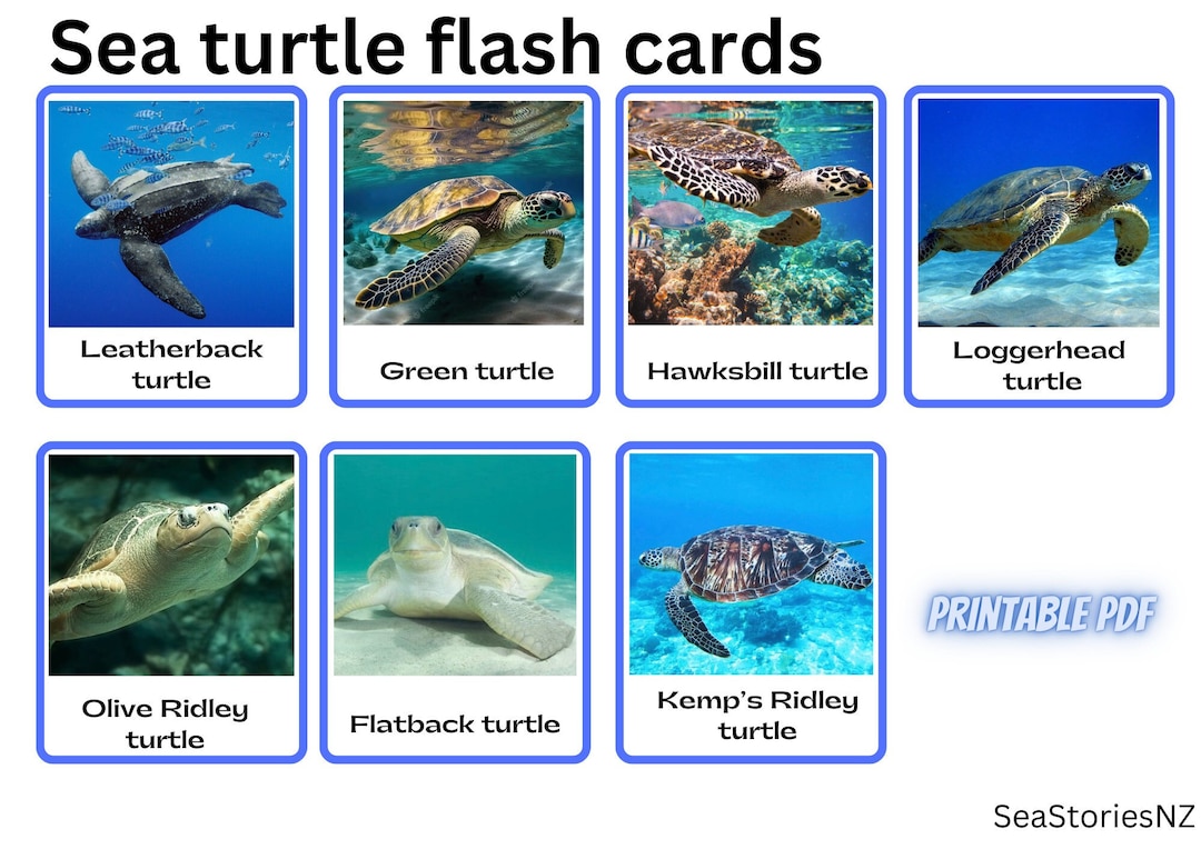 Printable PDF Sea Turtle Flashcards Teach Learning Resources - Etsy