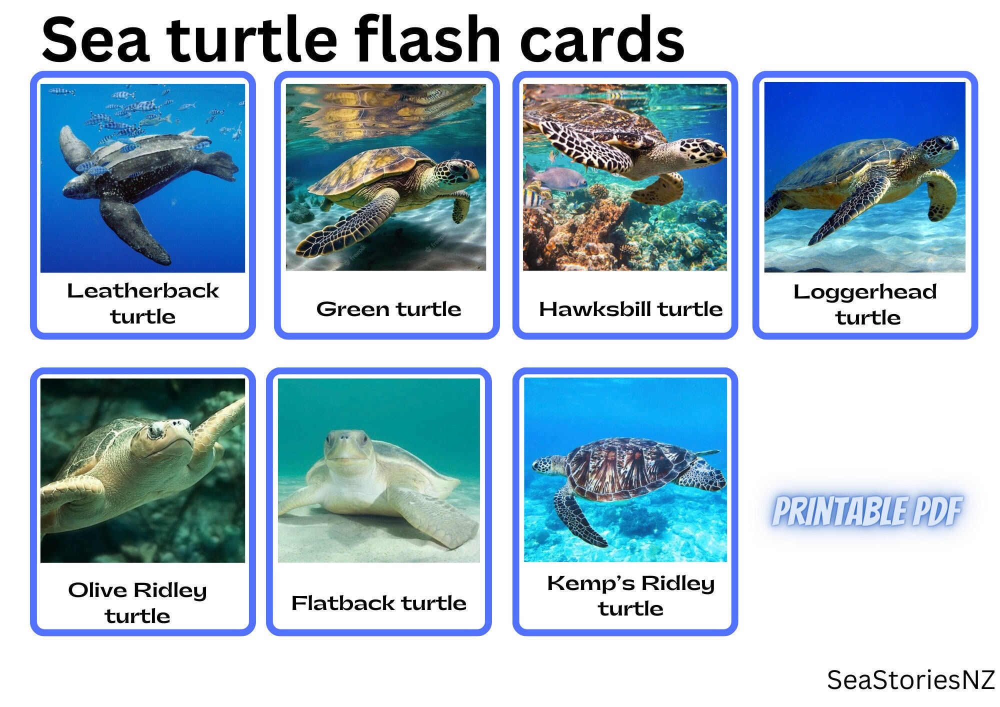 Printable PDF Sea Turtle Flashcards Teach Learning Resources - Etsy