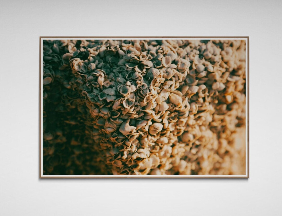 Digital Print Download Shell Beach Photo Australian Outback Beach Home ...