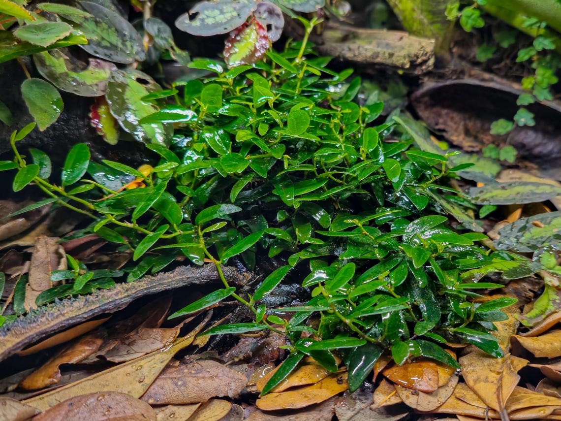 Ficus Ruginervia ("sp. Panama, Lance-leaf") - Rooted Plant - Etsy
