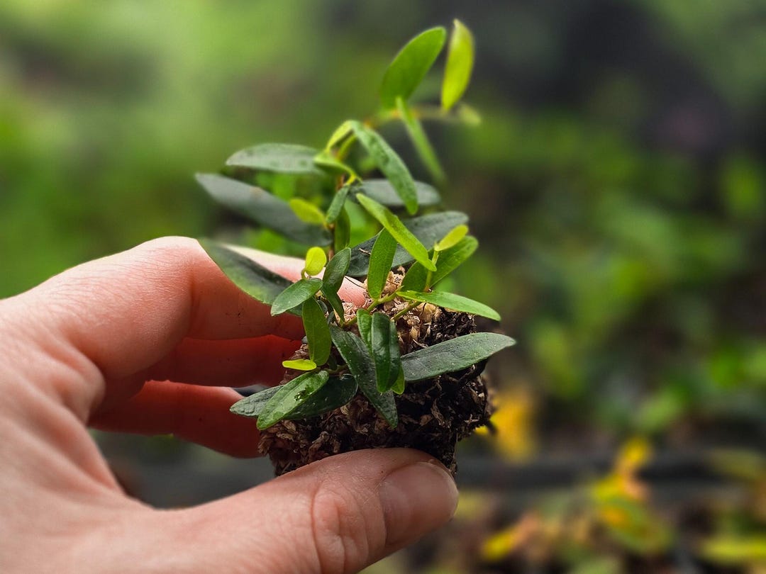 Ficus Ruginervia ("sp. Panama, Lance-leaf") - Rooted Plant - Etsy