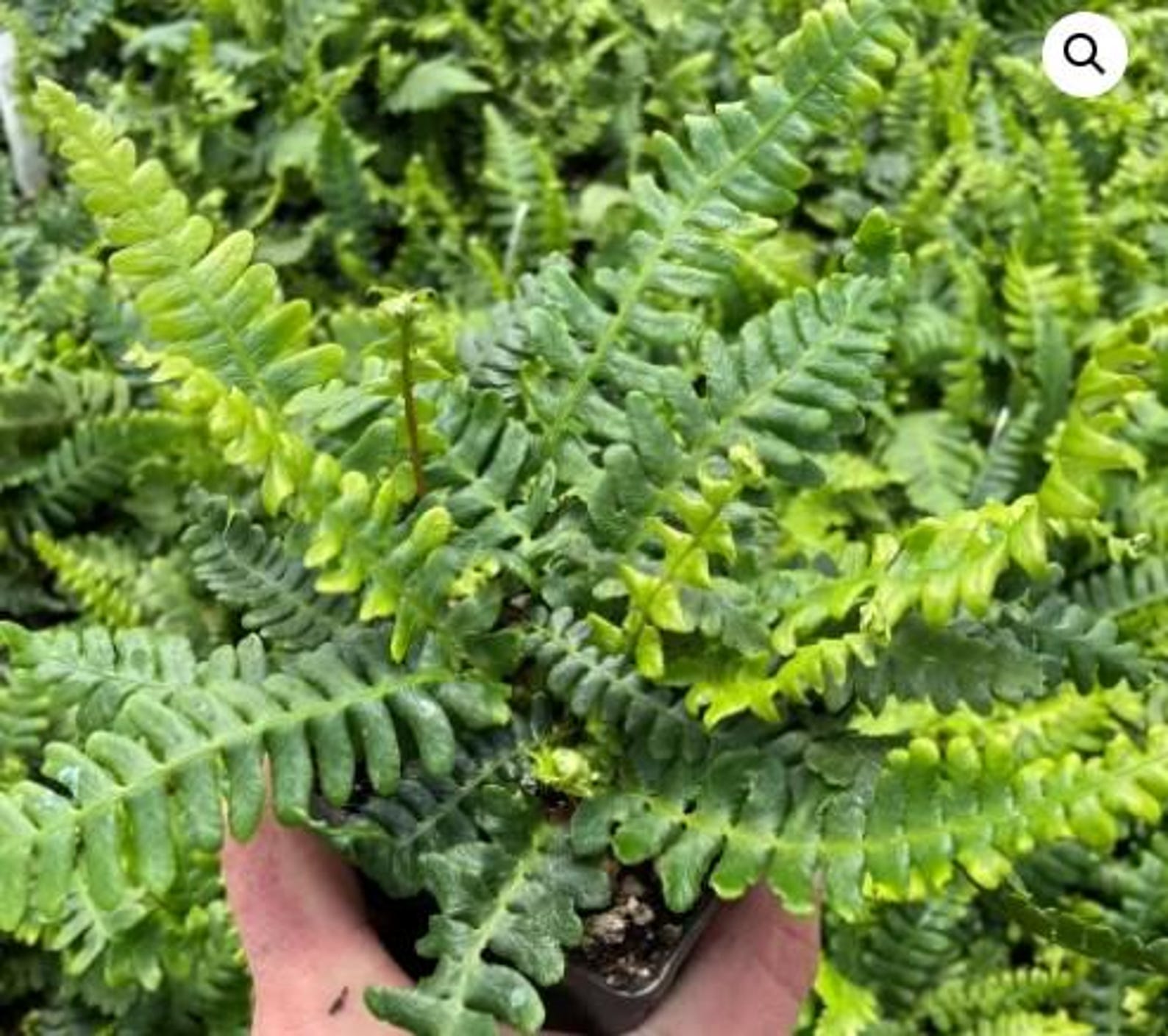 Evergreen Deer Fern 1 gallon Plant grown as Nature Intended - Etsy