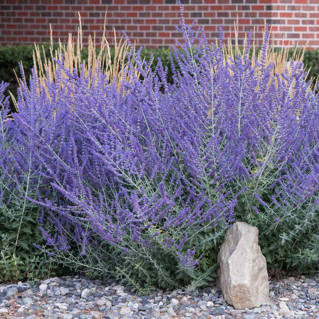 Crazy Blue Russian Sage 1 Gallon Plant grown as Nature Intended - Etsy
