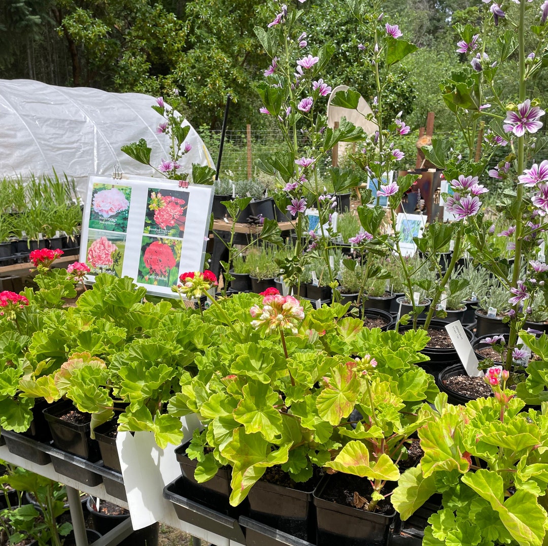 Unique & Rare Rosebud Geraniums Blooming Organically Grown Quart Size ...