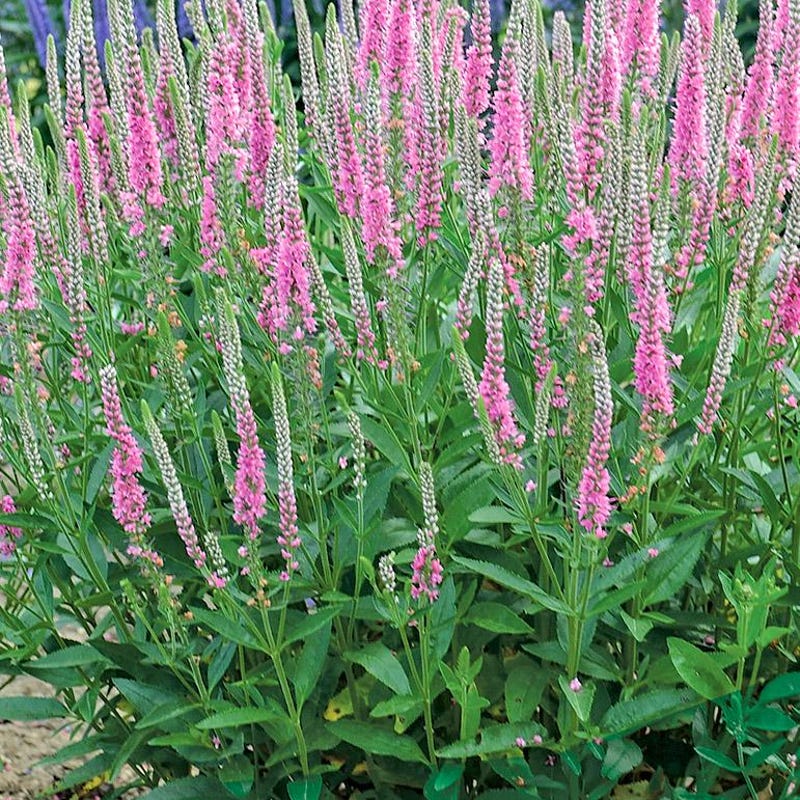 Veronica Plant - Etsy