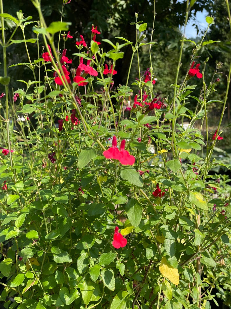 Regal Red Fern: Dormant Perennial Plant, Pollinator, Established Root ...