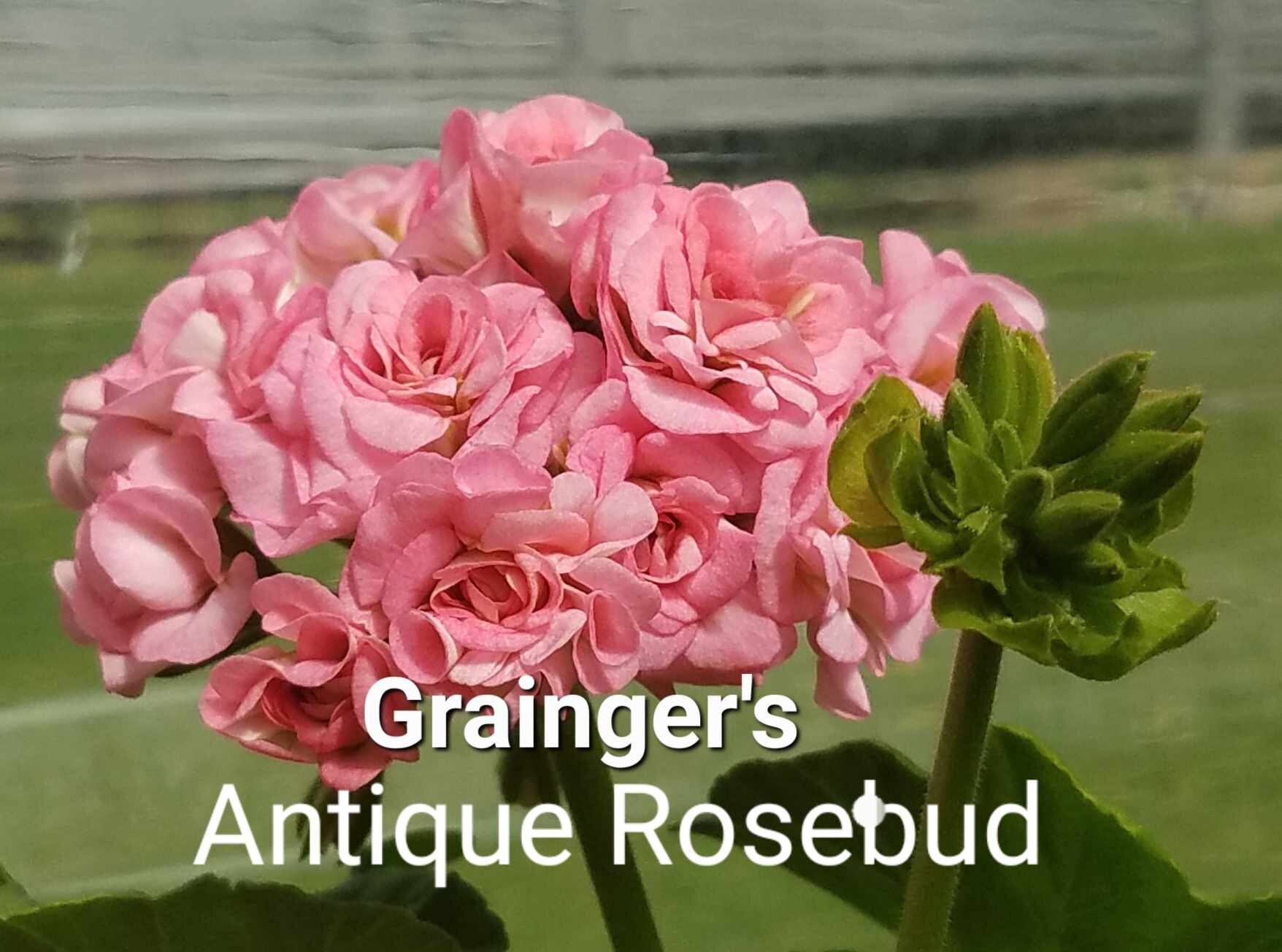 Unique & Rare Rosebud Geraniums Blooming Organically Grown Quart Size ...