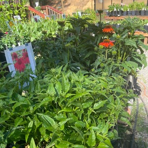 Evergreen Western Sword Fern 1 Gallon Size Plant grown as Nature ...