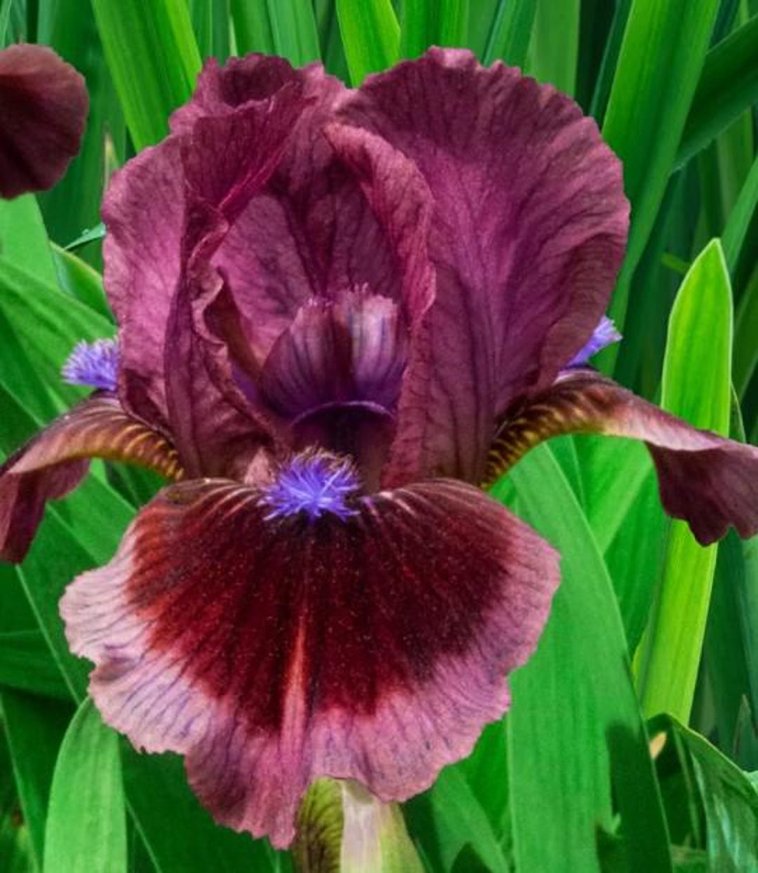 Cat's Eye Dwarf Iris: Perennial Plant, Pollinator, Established Root ...