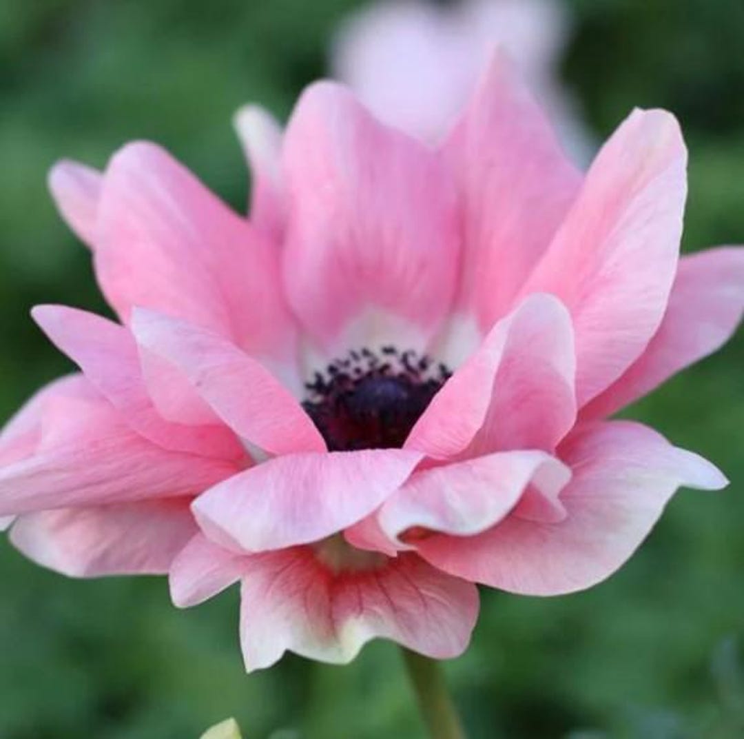 Mistral Rosa Chiaro Anemone: 6" New Growth, Perennial Plant, Pollinator ...