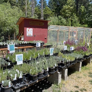 Evergreen Western Sword Fern 1 Gallon Size Plant grown as Nature ...