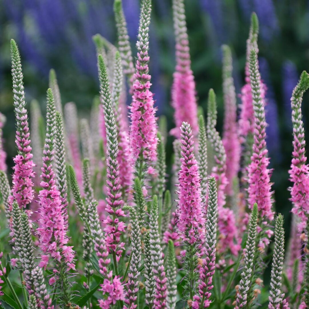 Perfectly Picasso Speedwell: Viable, Healthy Pollinator, Pollinator ...