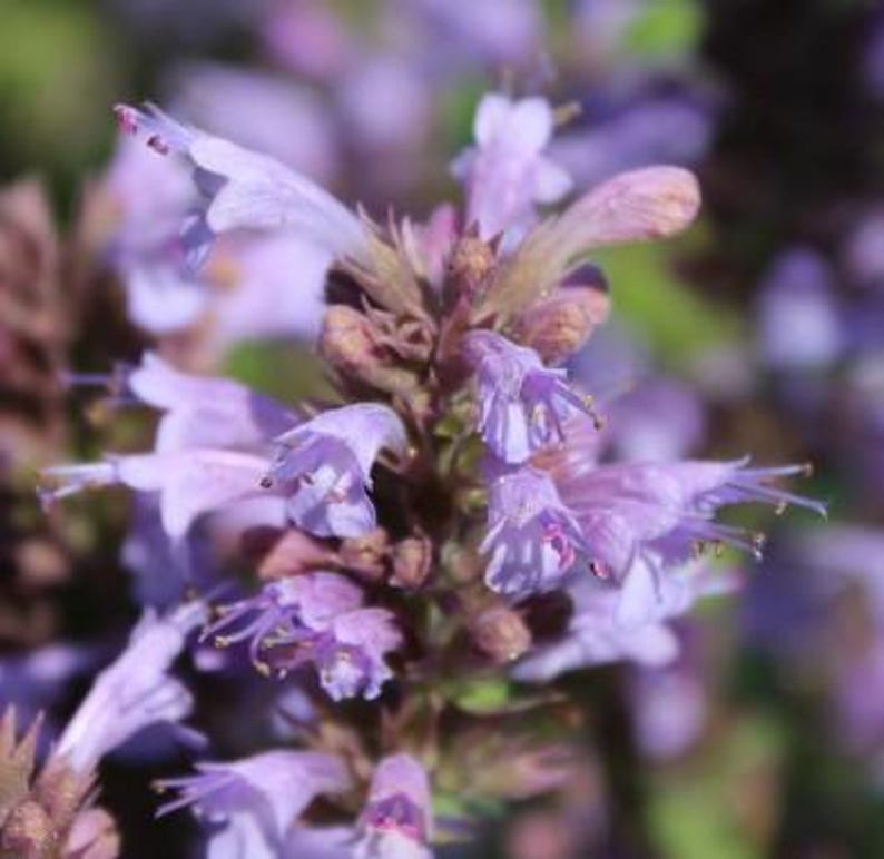 Silver Blue Agastache Hummingbird Mint: Perennial, Pollinator ...