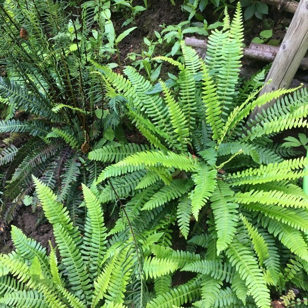 Deer Fern - Etsy