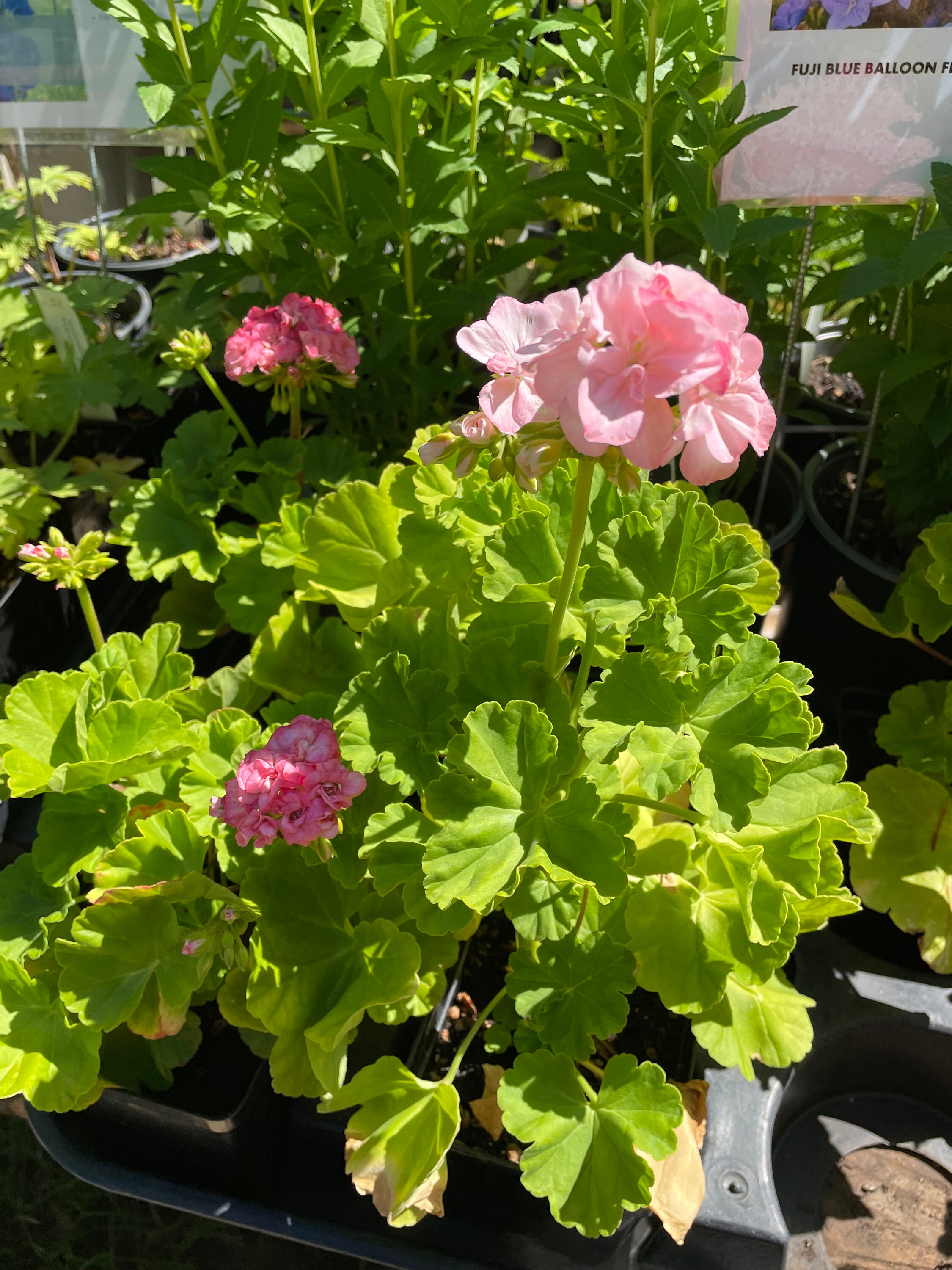 Unique & Rare Rosebud Geraniums Blooming Organically Grown Quart Size ...