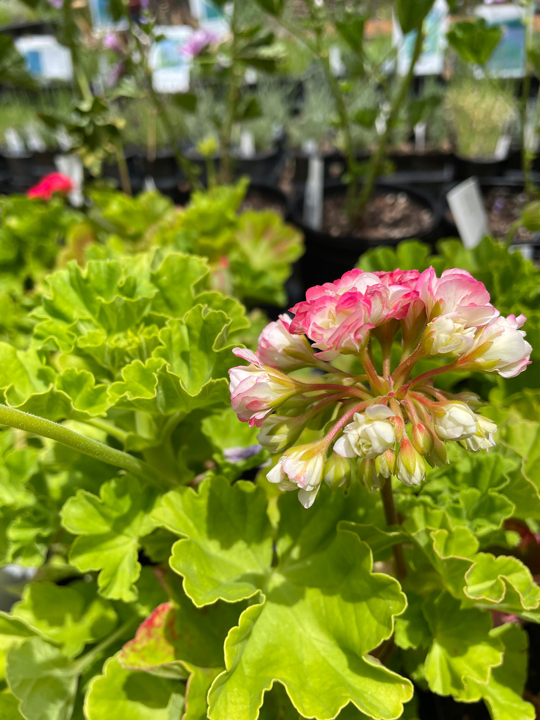 Unique & Rare Rosebud Geraniums Blooming Organically Grown Quart Size - Etsy