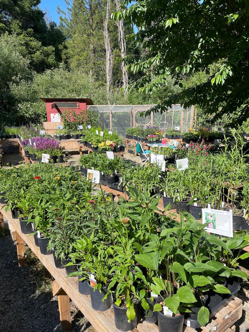 Cat's Eye Dwarf Iris: Perennial Plant, Pollinator, Established Root ...