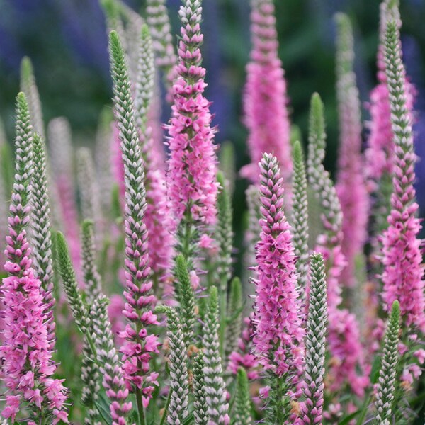 Veronica Plant - Etsy