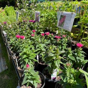 Evergreen Western Sword Fern 1 Gallon Size Plant grown as Nature ...